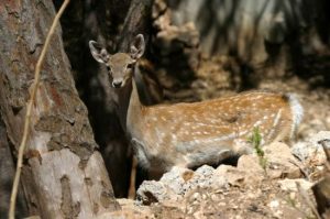 Persian Fallow Deer Facts & Info. (Dama mesopotamica) - World Deer