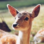 How Do Deer Give Birth? (and what are the first days like for fawns)