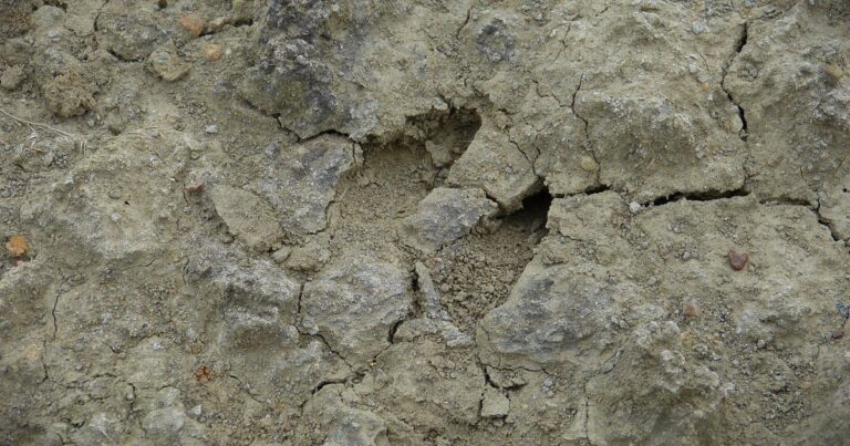 Deer Tracks (how to identify deer by their tracks) - World Deer