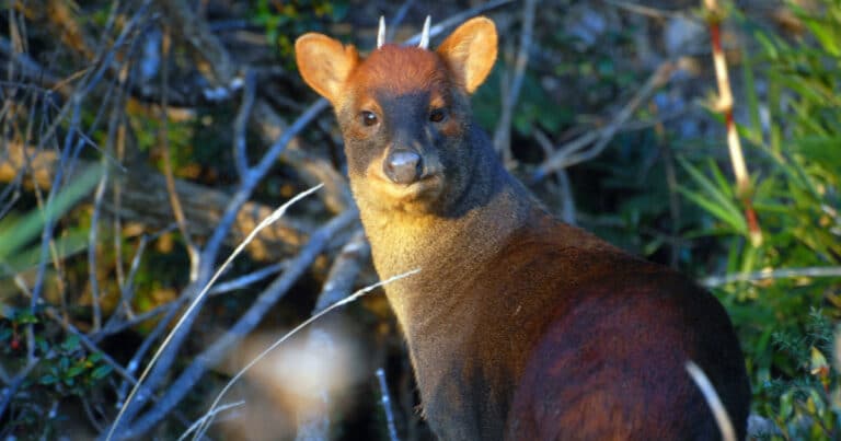 Types of Deer: A Deer Species List from Around the World - World Deer