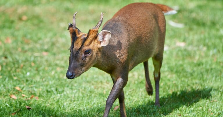 Types of Deer: A Deer Species List from Around the World - World Deer