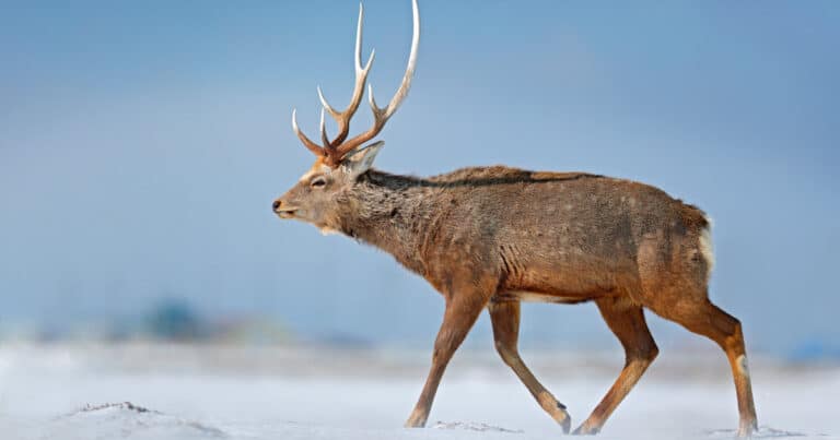Types of Deer: A Deer Species List from Around the World - World Deer