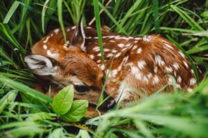 How Do Deer Give Birth? (and what are the first days like for fawns)
