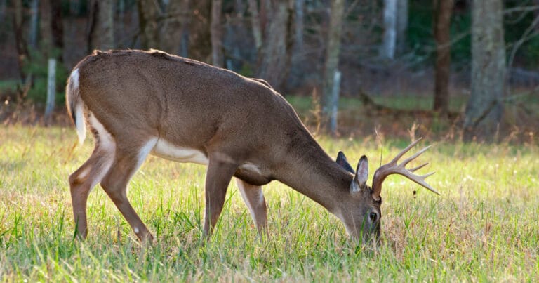 What Does a White Tailed Deer Eat? | White Tailed Deer Diet - World Deer
