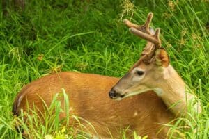 Do Female Deer Have Antlers? (species that do & don't) - World Deer