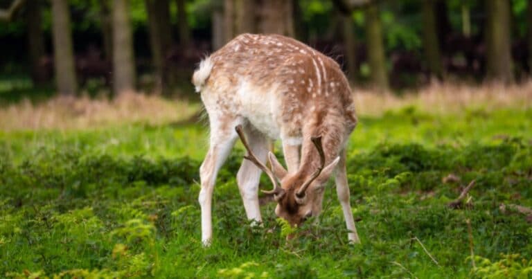 Deer Digestive System | Ruminant Digestive System in Deer - World Deer