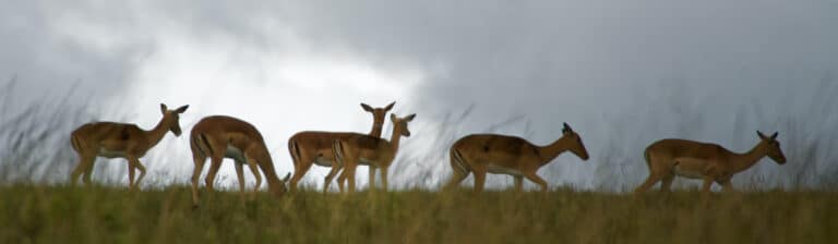 Types of Deer: A Deer Species List from Around the World - World Deer