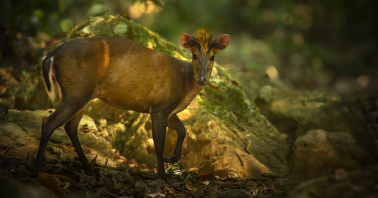 Types of Deer: A Deer Species List from Around the World - World Deer