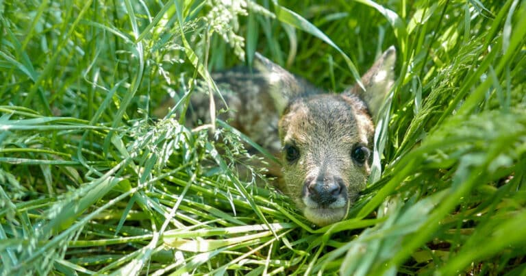 Deer Behavior & Habits | Learn How Deer Behave & Why - World Deer