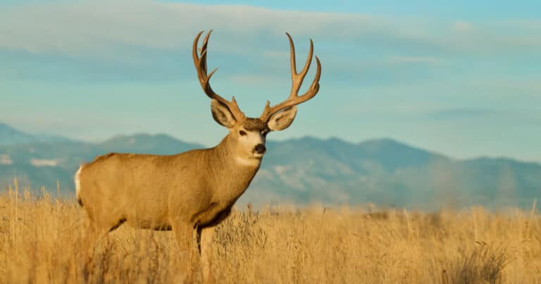 Types of Deer: A Deer Species List from Around the World - World Deer