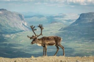 Reindeer Facts & Information (Rangifer tarandus) | Learn About Reindeer