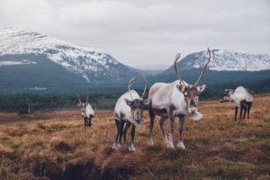 Reindeer Facts & Information (Rangifer tarandus) | Learn About Reindeer