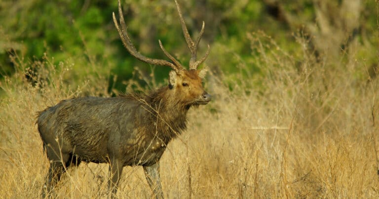 About Deer of the World | A Deer Website (the leading authority on deer)