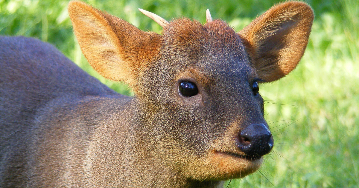 About Deer Of The World A Deer Website the Leading Authority On Deer 