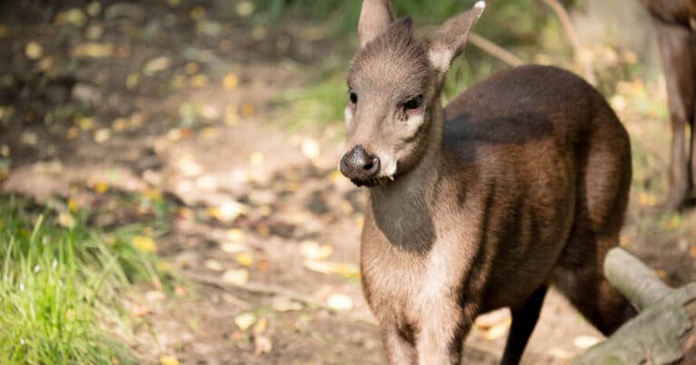 About Deer of the World | A Deer Website (the leading authority on deer)