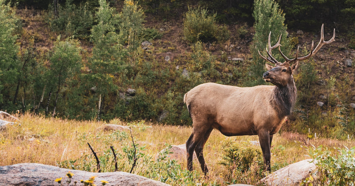 About Deer of the World | A Deer Website (the leading authority on deer)