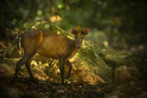 Muntjac Deer Species | Facts & Information About Muntjac Deer