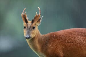 Muntjac Deer Species | Facts & Information About Muntjac Deer