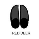 Deer Tracks (how to identify deer by their tracks) - World Deer