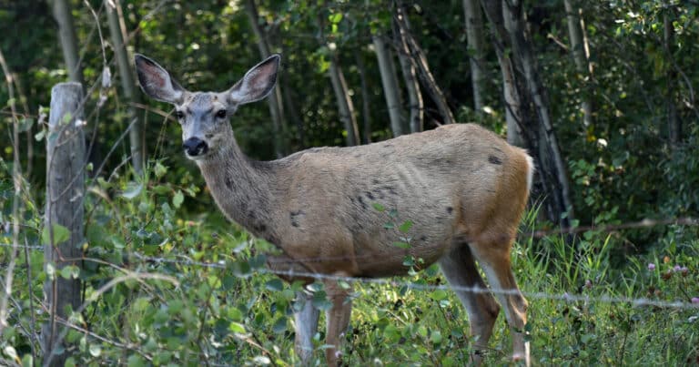 CWD Deer Symptoms (how to tell if a deer has Chronic Wasting Disease)