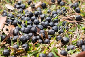 What Does Deer Poop Look Like? (and what it says about the deer)