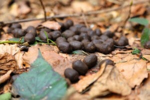 What Does Deer Poop Look Like? (and what it says about the deer)