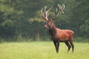 What is a Male Deer Called? [4 Common Names] - World Deer
