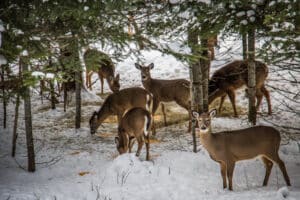 How Much Does a Deer Weigh? (every type of deer) - World Deer