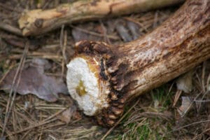 Do Deer Antlers Grow Back Every Year? [Answered] - World Deer