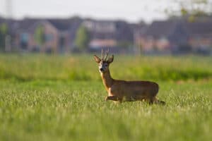 Deer Habitat (where deer live & why they live there) - World Deer