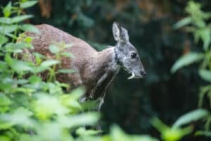 Vampire Deer Facts (why some deer have fangs) - World Deer