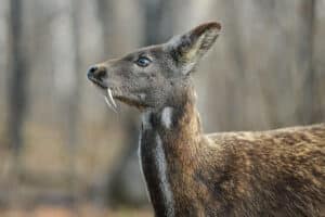 Vampire Deer Facts (why some deer have fangs) - World Deer