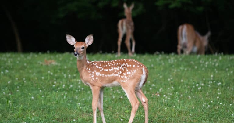 When Do Fawns Lose Their Spots? [ANSWERED] - World Deer