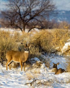 Where Do Deer Sleep in the Winter? [Answered] - World Deer