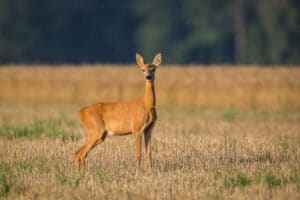 How Fast Can Deer Run? [Maximum Deer Run Speed] - World Deer