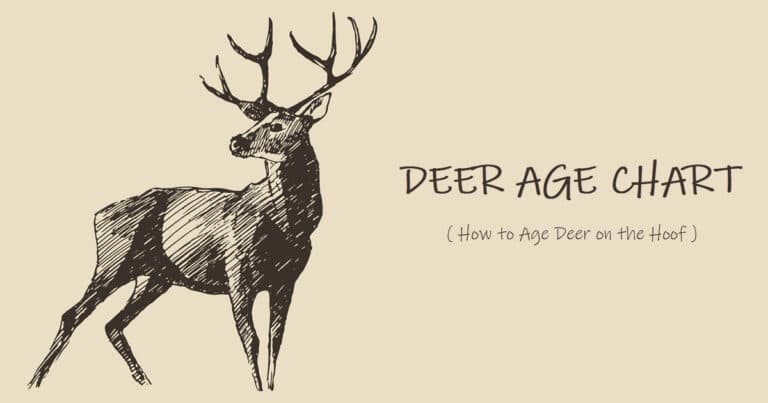 Deer Age Chart - How to Age Bucks on the Hoof - World Deer