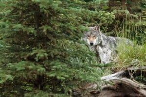 What Eats Deer? [Deer Predators List] - World Deer