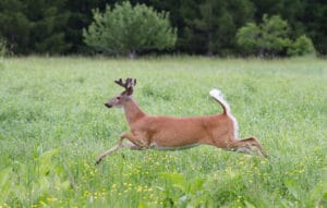 How Fast Can Deer Run? [Maximum Deer Run Speed] - World Deer