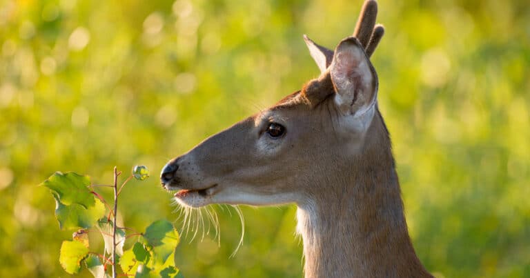 Deer Biology, Diet, Habitat, Rituals & Routines [Articles] - World Deer
