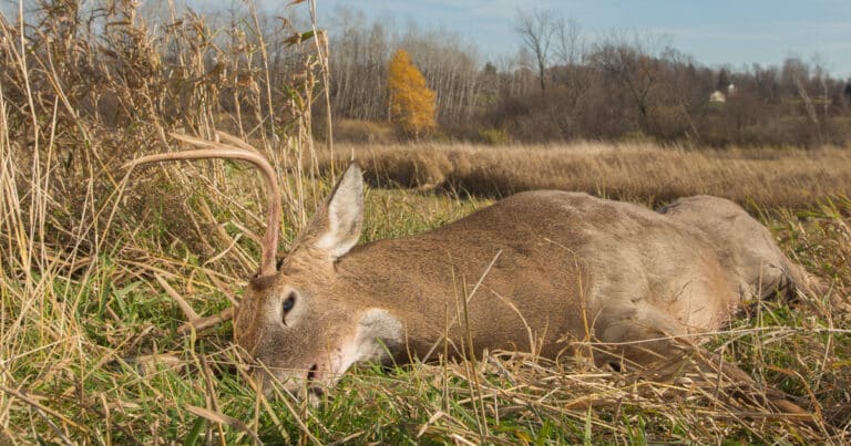 EHD in Deer (Facts About Epizootic Hemorrhagic Disease)