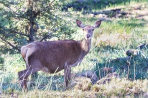 Deer Life Cycle | Mating & Reproductive Habits of Deer - World Deer