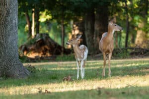Piebald Deer (everything there is to know about them) - World Deer