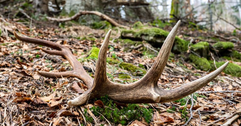 Deer Antlers - Facts About Antlers & The Deer That Grow Them