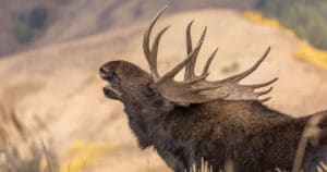 What Sound Does a Moose Make? [Answered] - World Deer