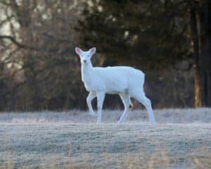 Albino Deer Facts & Information (everything to know) - World Deer