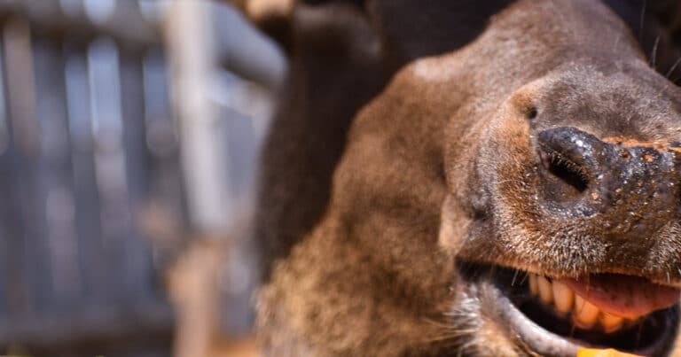 Deer Teeth: A Complete Guide (what teeth can tell you about a deer)