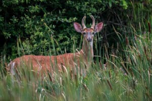 What is a Spike Buck? [Answered with Photos] - World Deer