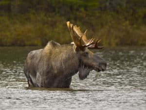 What Sound Does a Moose Make? [Answered] - World Deer