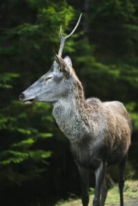 How Do Deer Sleep? (Deer Sleep Habits & Behavior) - World Deer