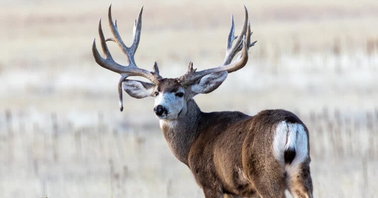 Deer Antlers - Facts About Antlers & The Deer That Grow Them
